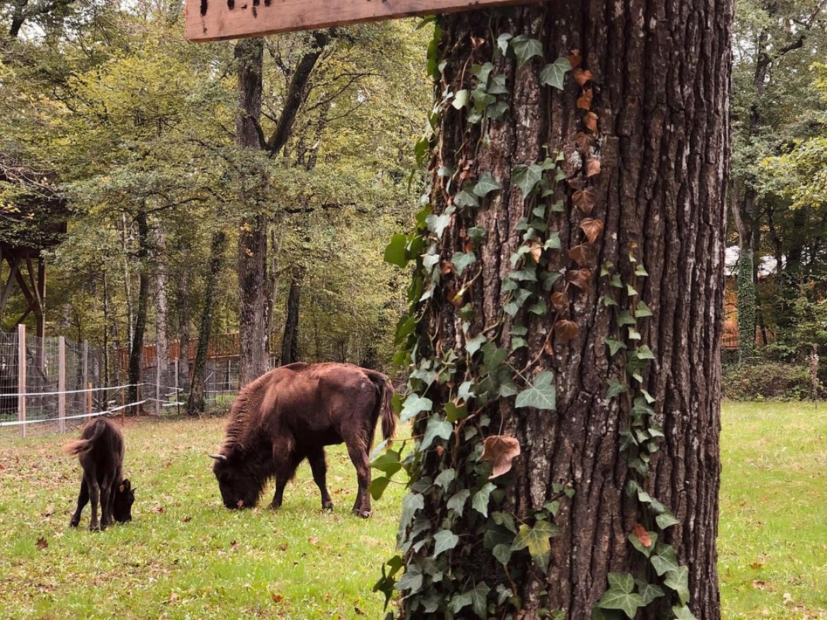 A weekend in the heart of the forest at Domaine de la Dombes | Dombes ...