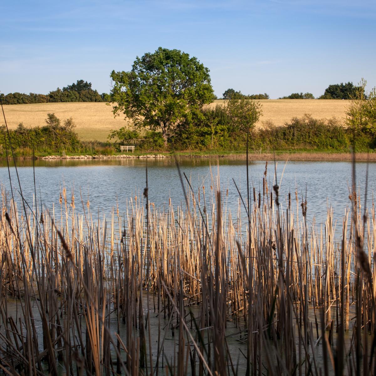 Les pêches d’étang en Dombes | Dombes Tourisme – Office de Tourisme